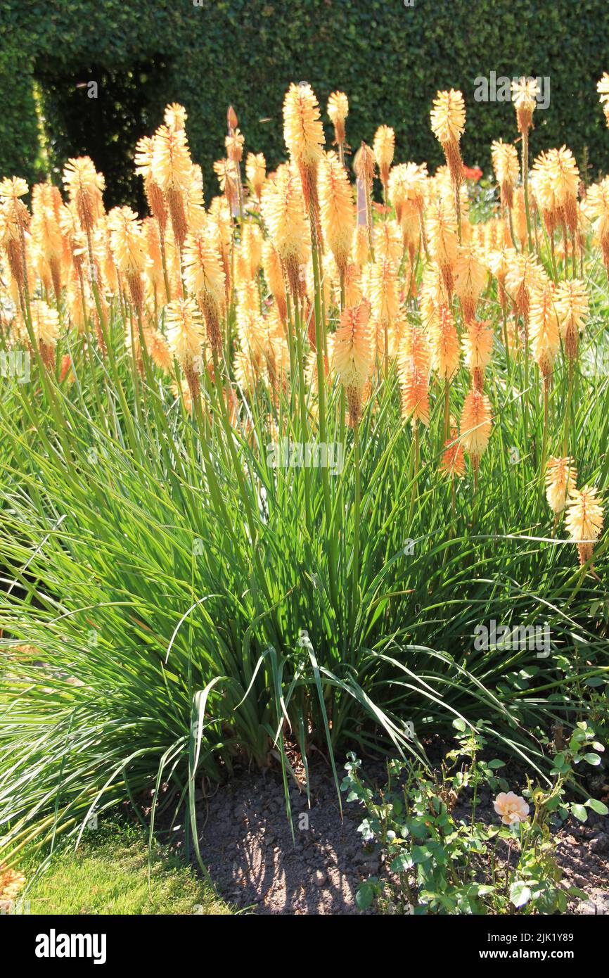 Sword grass lily hi-res stock photography and images - Alamy