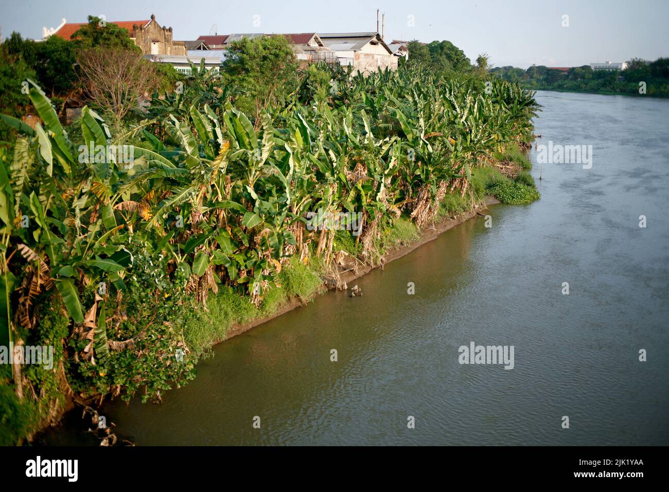 Banana plantation by the Brantas river in Kediri, Eastjava, Indonesia ...