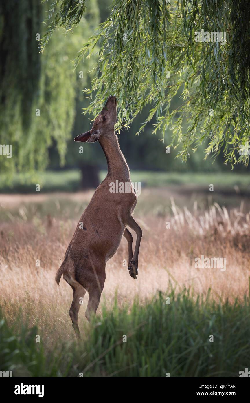 Deer enjoying fresh willow leaves hanging from tree Stock Photo - Alamy