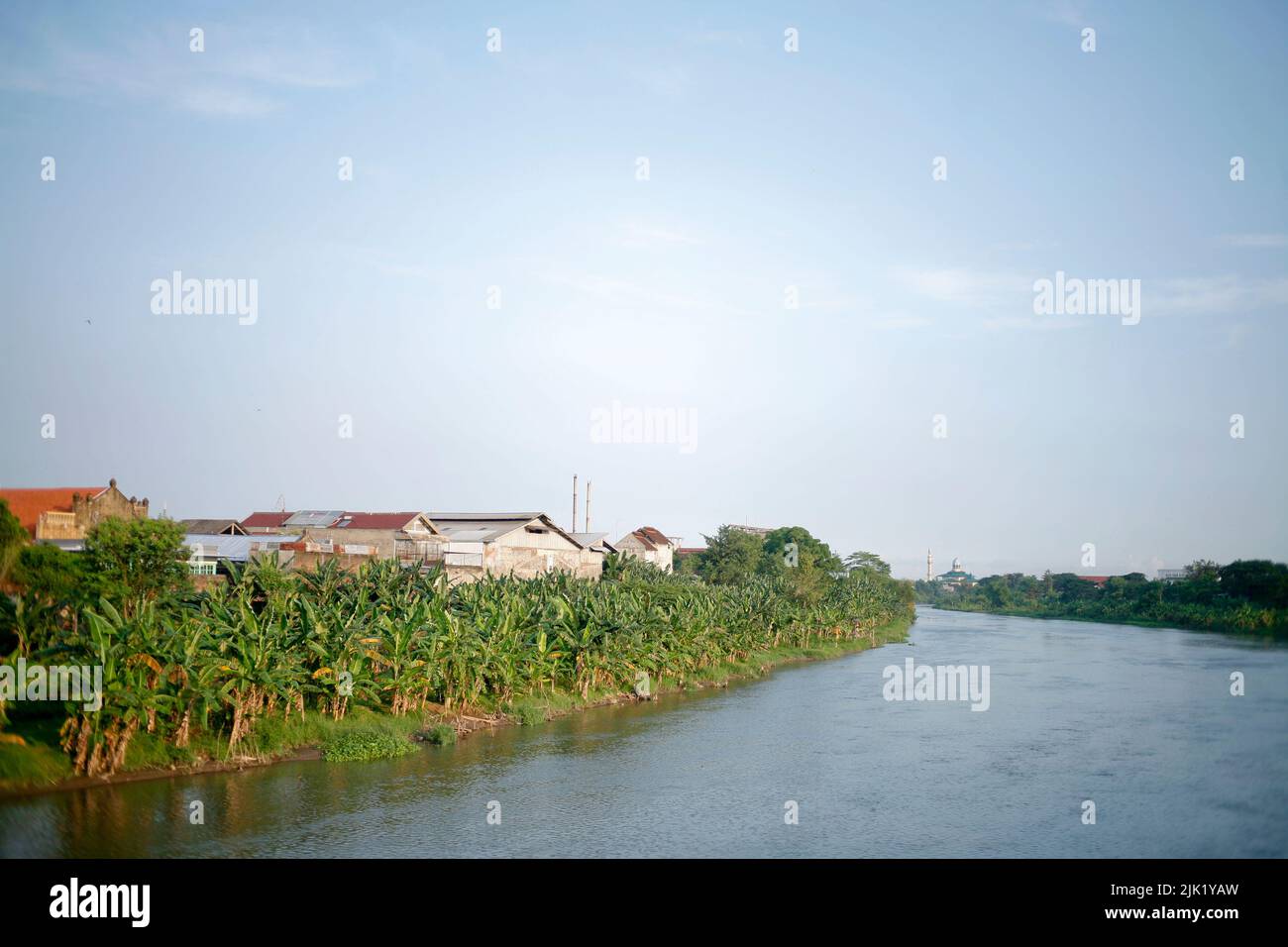 Banana plantation by the Brantas river in Kediri, Eastjava, Indonesia ...