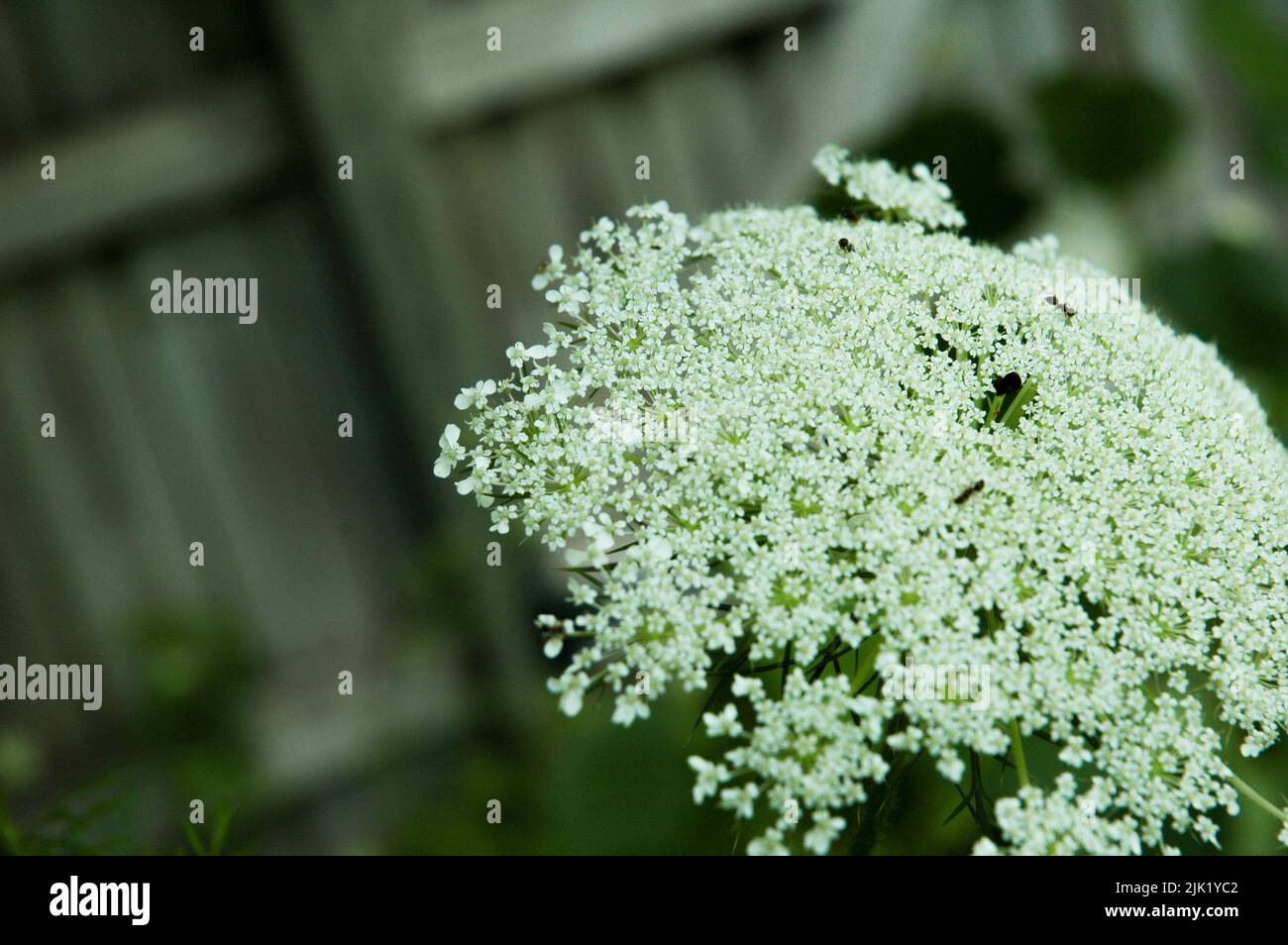 Ants on a blooming Queen Anne's lace (wild carrot Stock Photo - Alamy