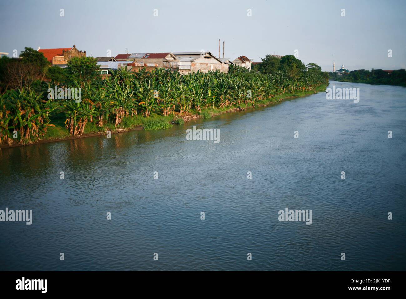 Banana plantation by the Brantas river in Kediri, Eastjava, Indonesia ...
