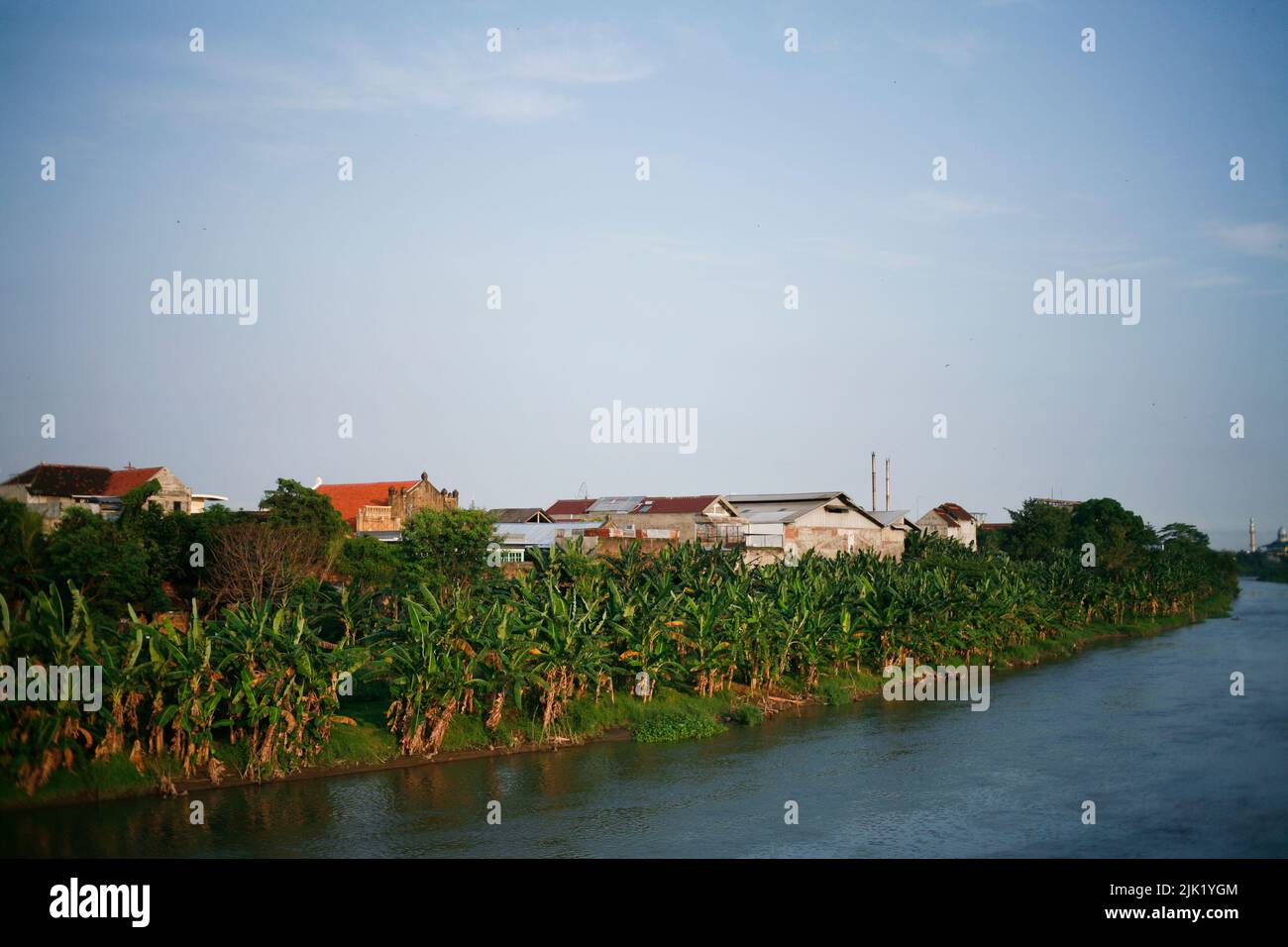 Banana plantation by the Brantas river in Kediri, Eastjava, Indonesia ...
