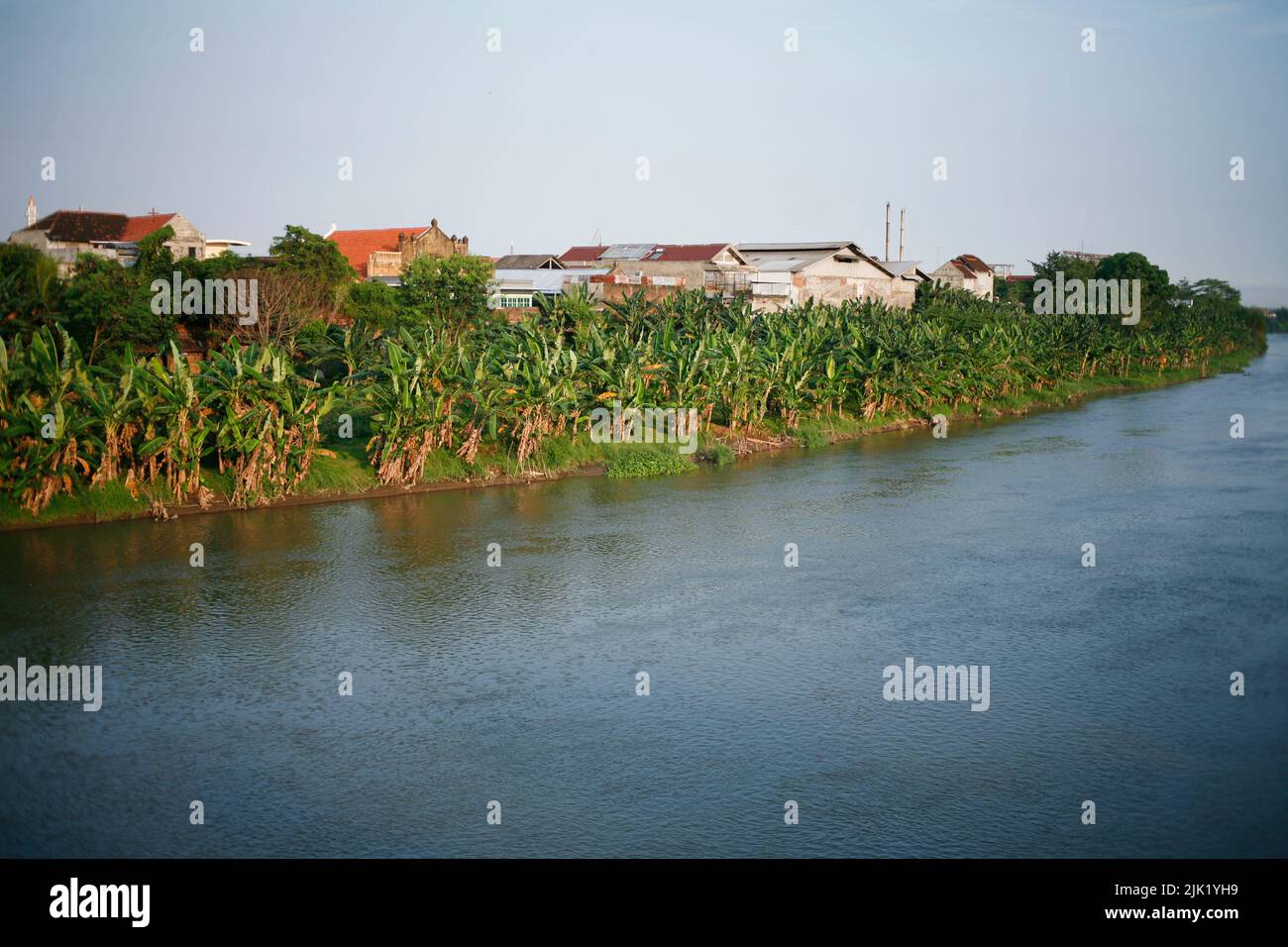 Banana plantation by the Brantas river in Kediri, Eastjava, Indonesia ...