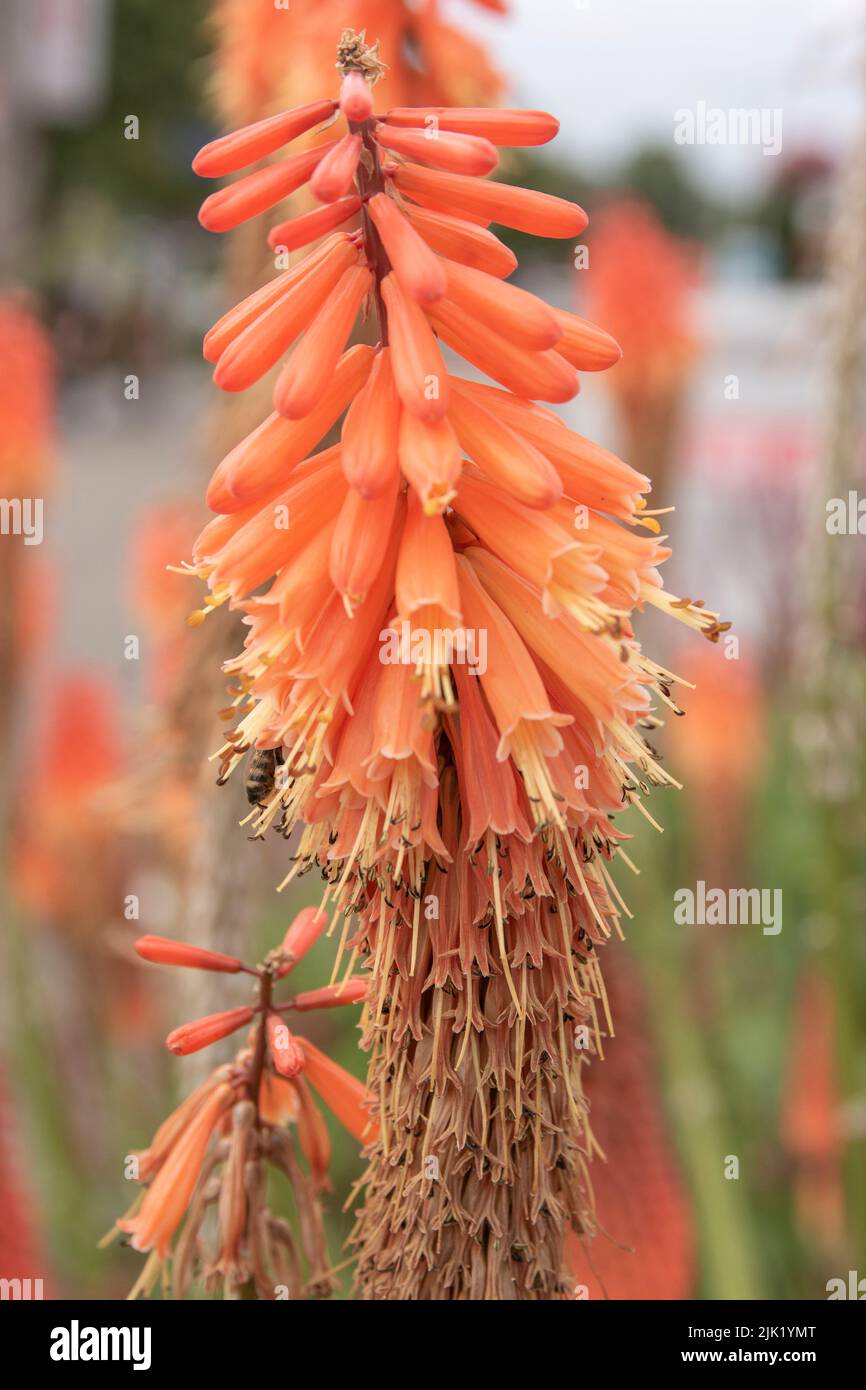 he torch lilies, also called rocket flowers, are a genus of plants in ...