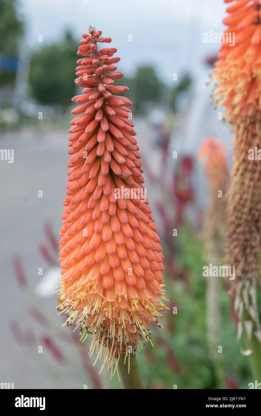 he torch lilies, also called rocket flowers, are a genus of plants in ...