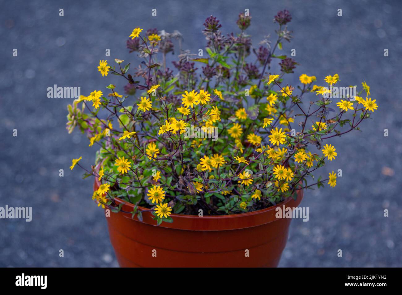 Beautiful small yellow flowers growing in a pot outdoors Stock Photo ...