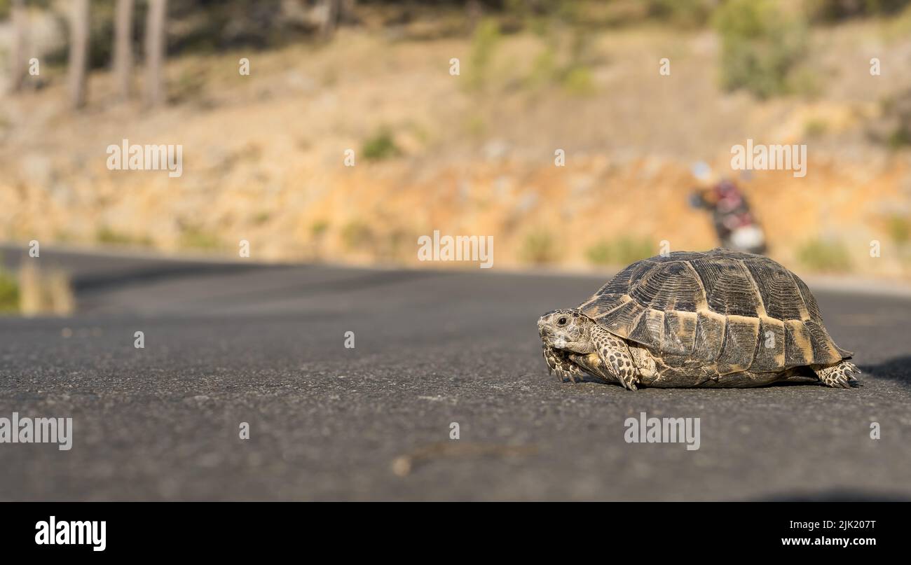 Land tortoise hi-res stock photography and images - Alamy