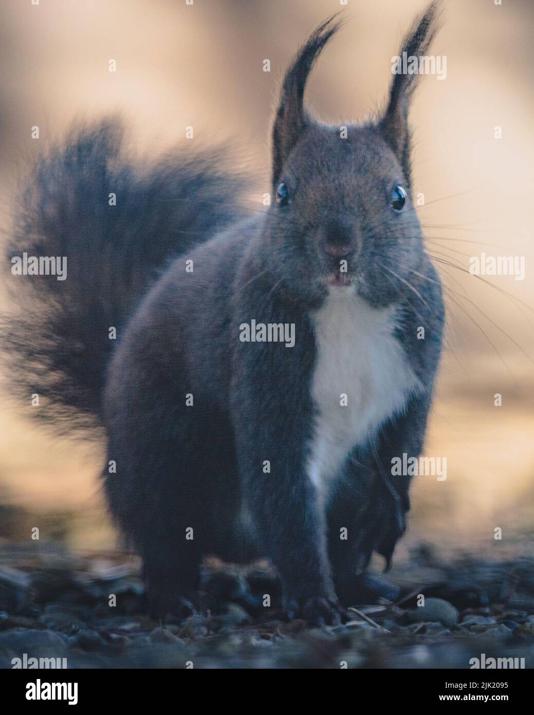 Portrait of Eurasian red squirrel (Sciurus vulgaris), dark variant ...