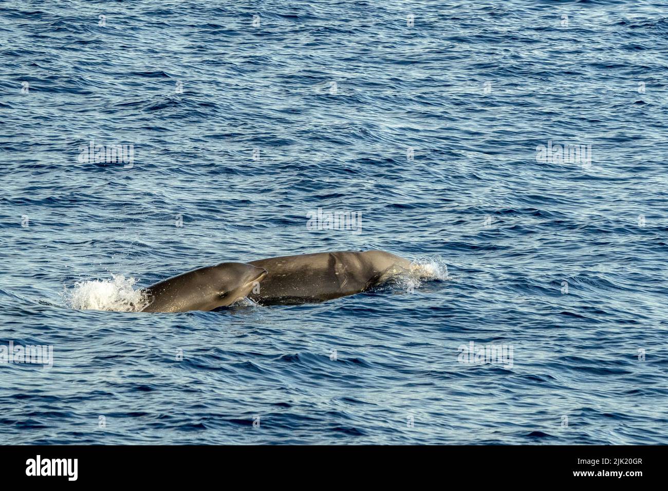 Cuvier beaked whales mother and calf on sea surface Stock Photo - Alamy
