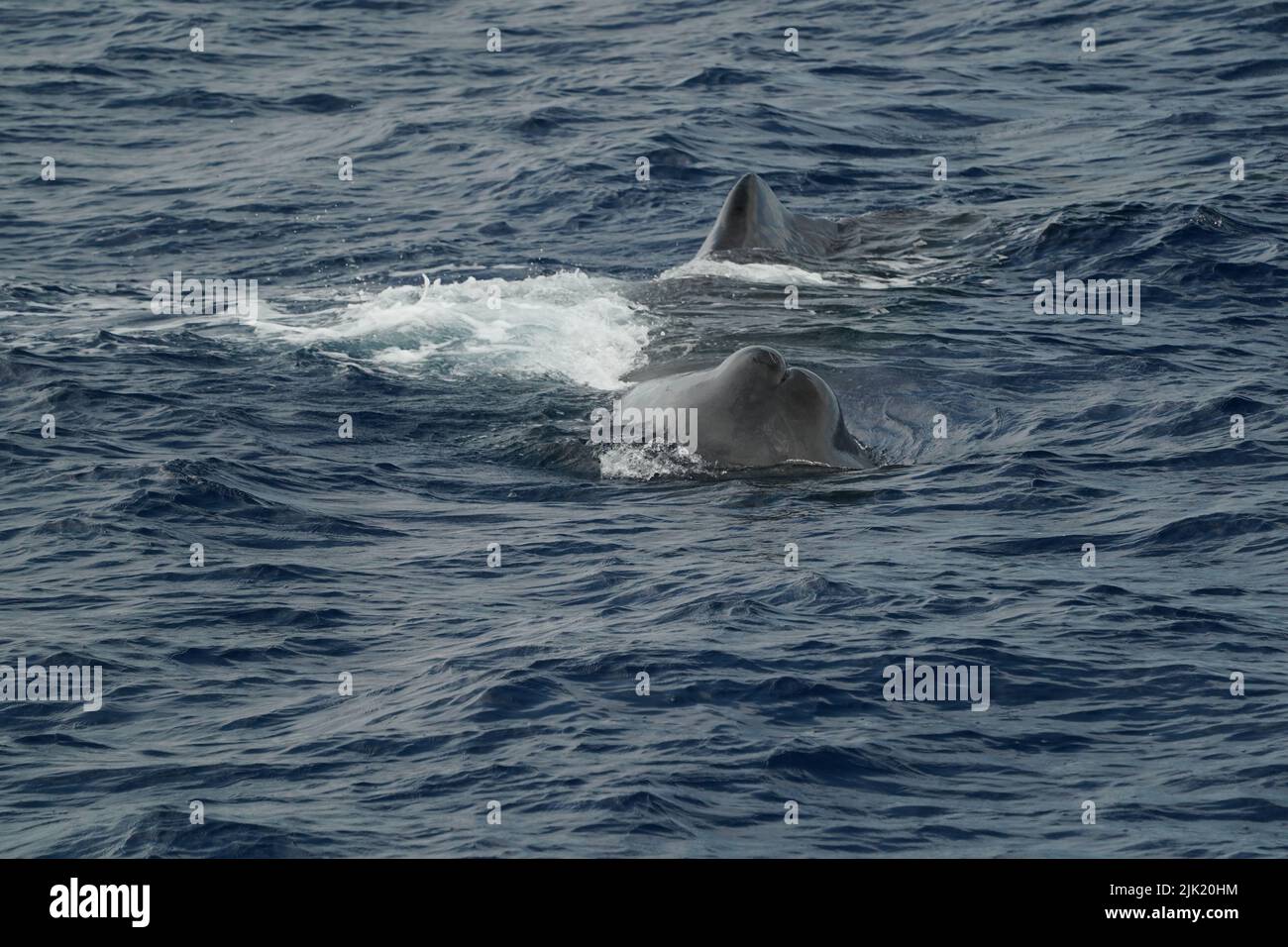 sperm whale on sea surface close up Stock Photo - Alamy