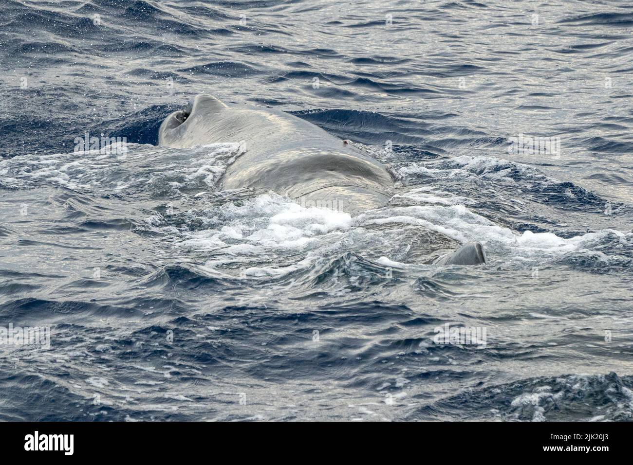 sperm whale on sea surface close up Stock Photo - Alamy