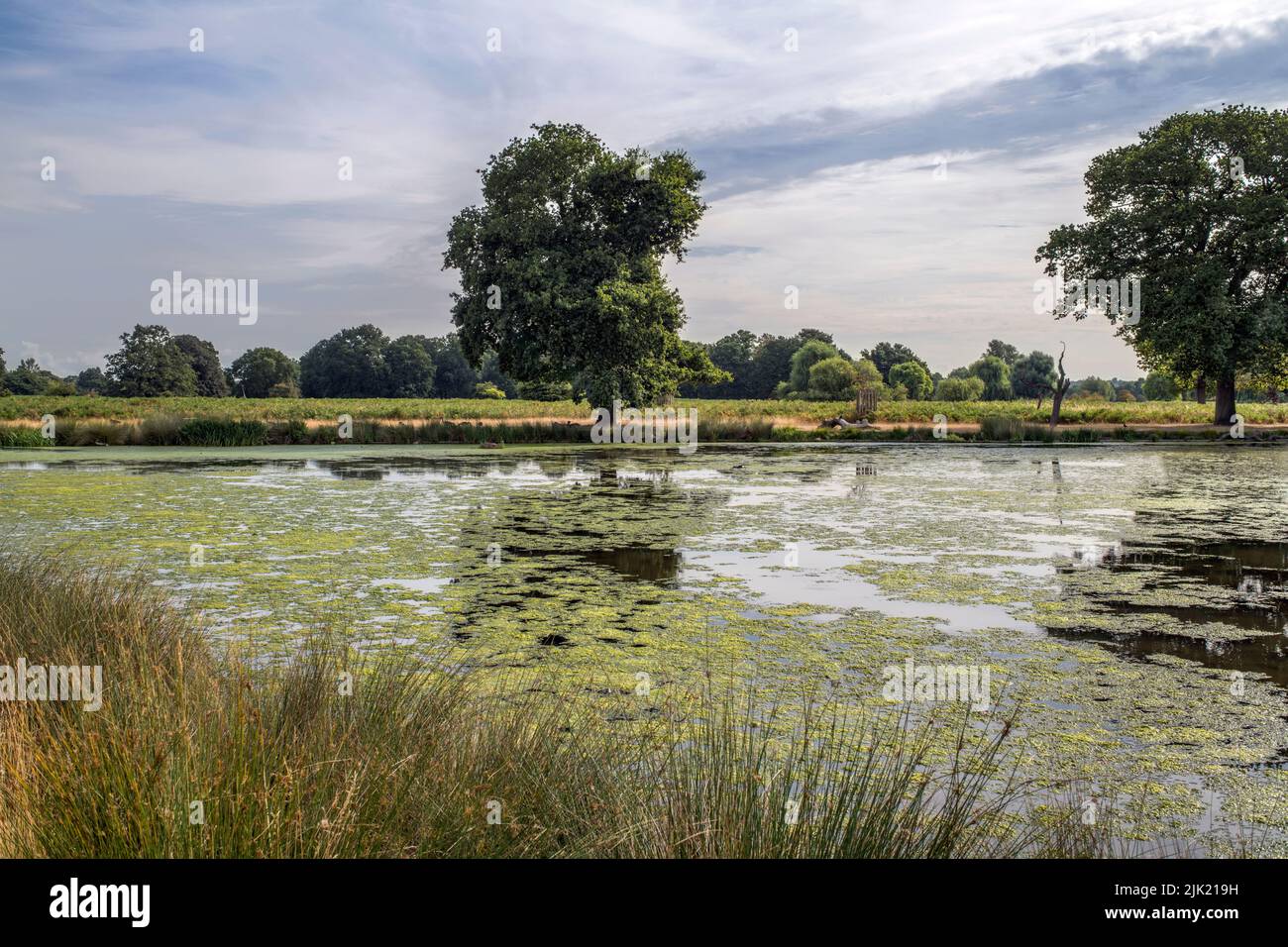 Pond taken over by invasive algae Stock Photo - Alamy