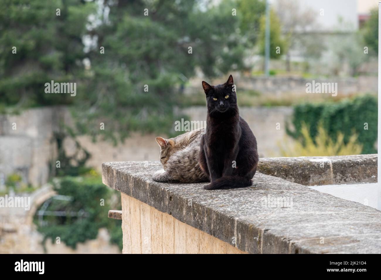 Two cats laying together hi-res stock photography and images - Alamy