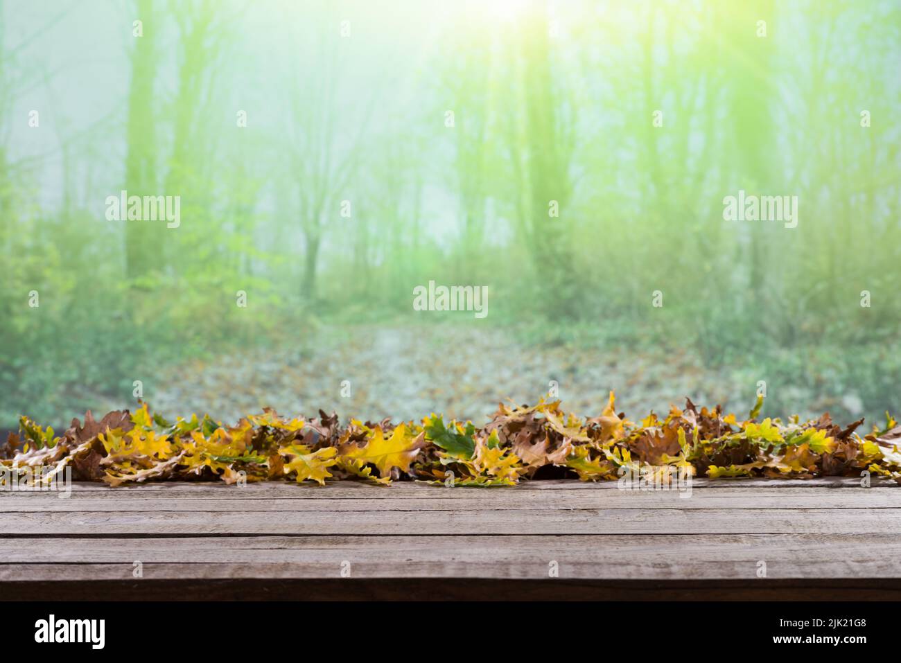 Forest table and leaves with forest path background. Empty table for ...
