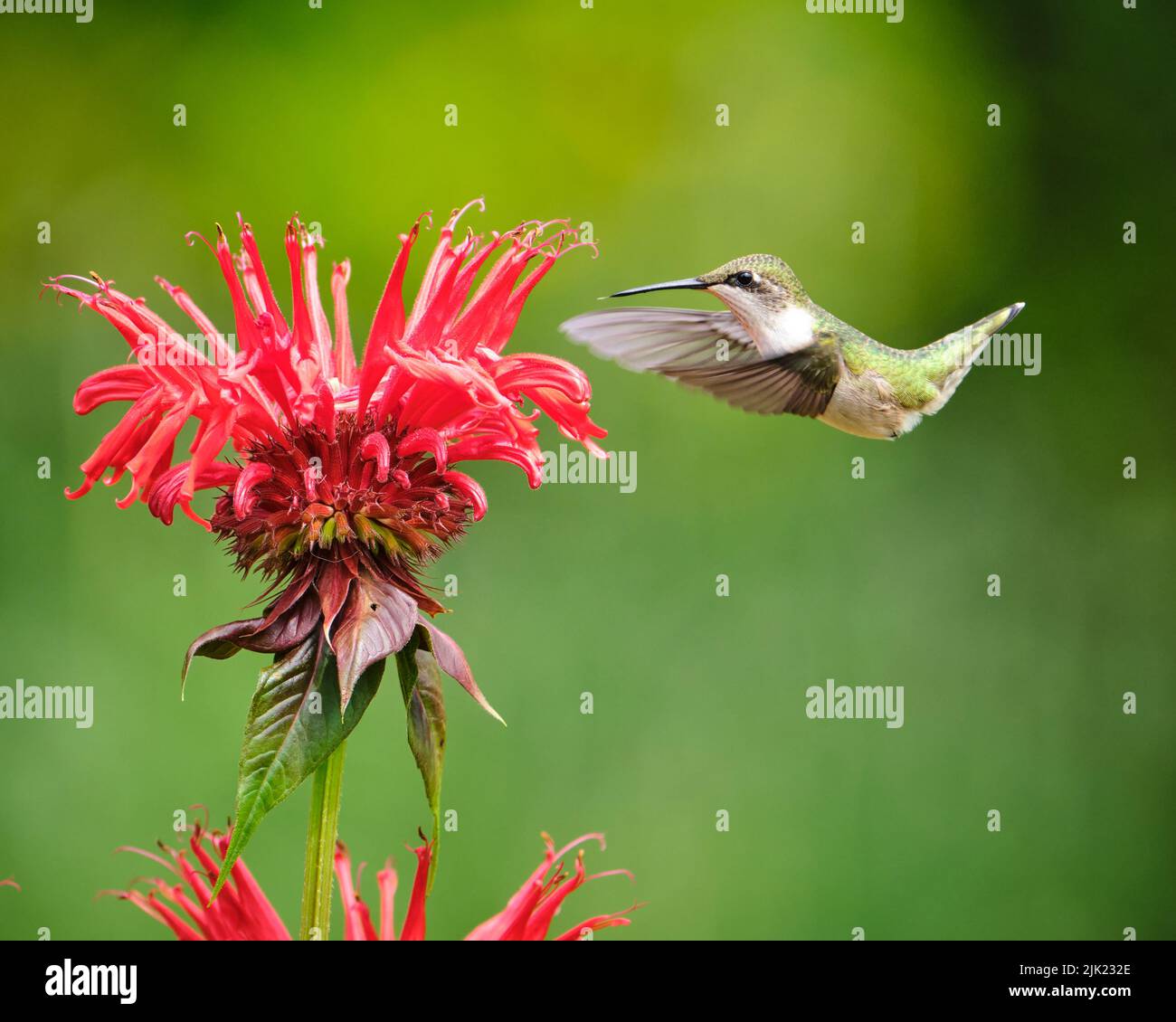 a female Ruby-throated Hummingbird, Archilochus colubris, in flight ...