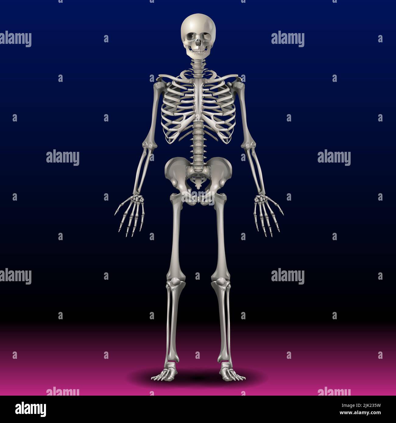 Skeletal people hi-res stock photography and images - Alamy
