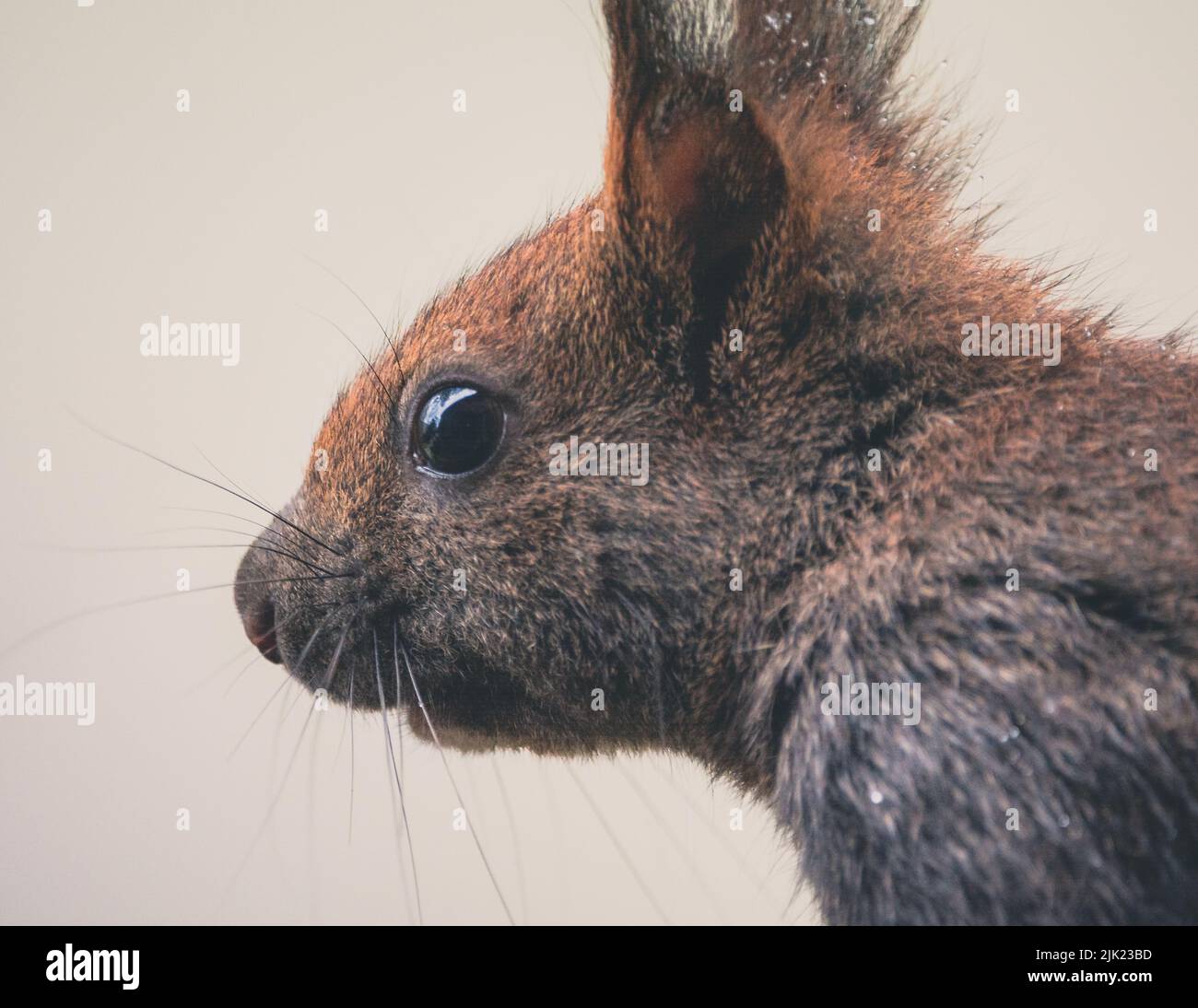 Portrait of Eurasian red squirrel (Sciurus vulgaris), dark variant ...