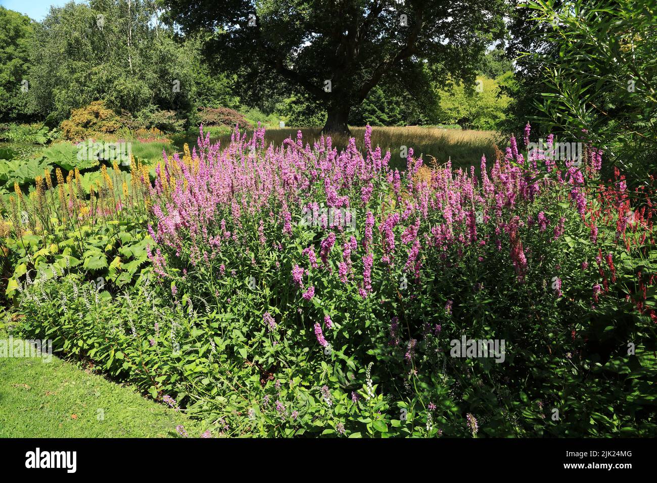RHS Rosemoor, summer view at the lake, Great Torrington, Devon, England ...