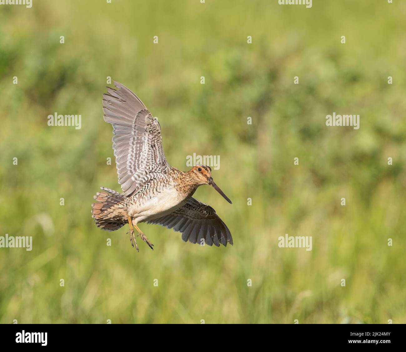 A Wilson's Snipe in flight over a Wyoming wetland Stock Photo - Alamy