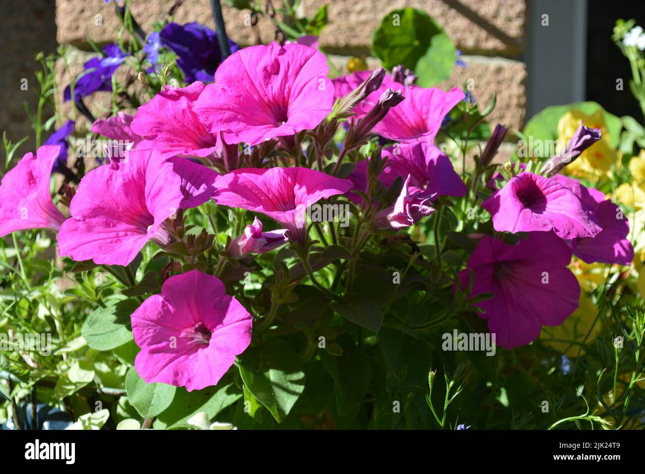 Flowering Petunia Plants Stock Photo - Alamy