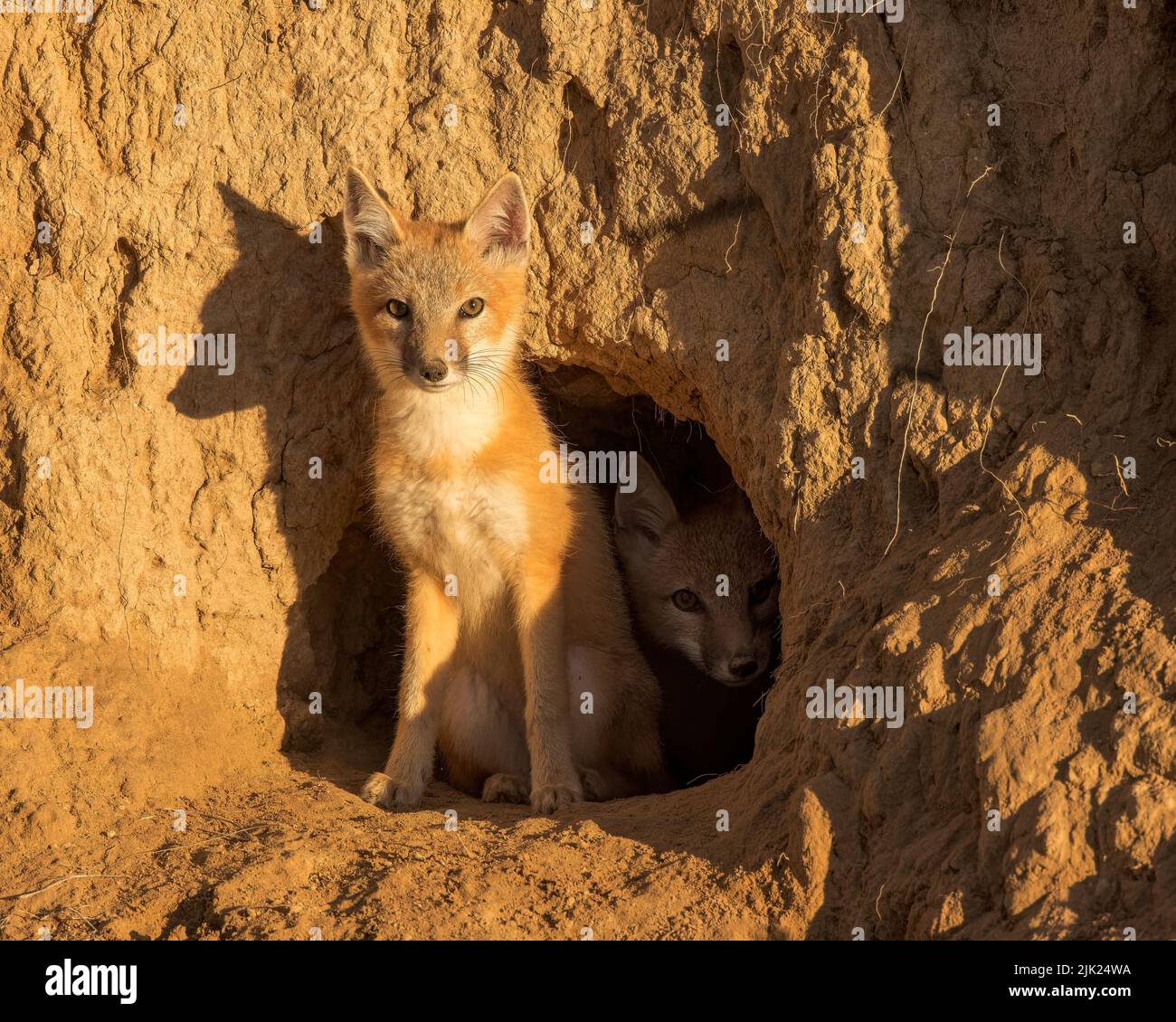 Swift-fox pups look curiously from their den Stock Photo - Alamy