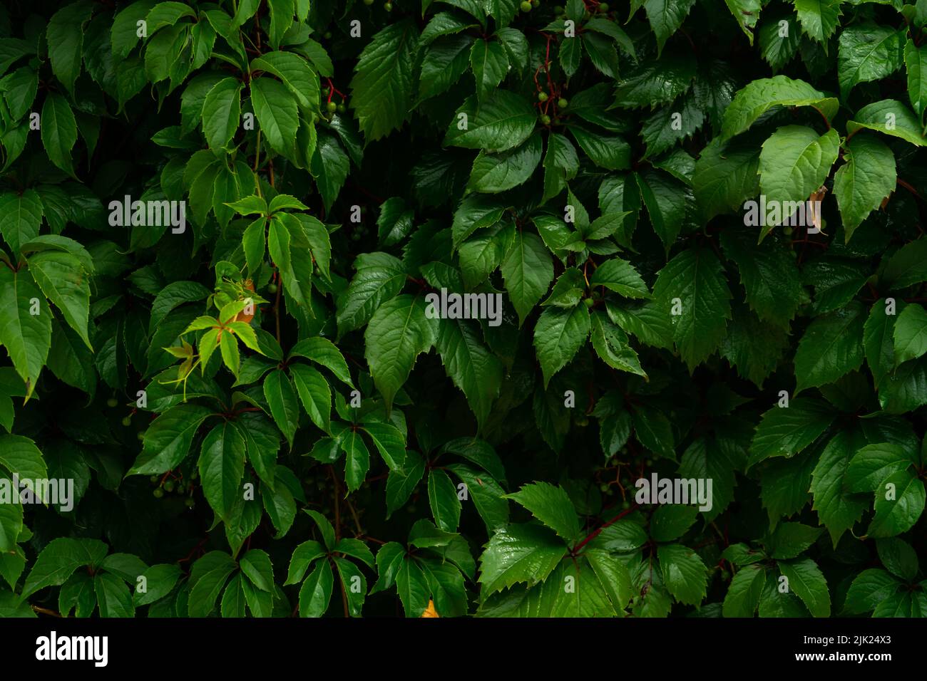 Green leaves pattern background, natural background and wallpaper. Hop ...