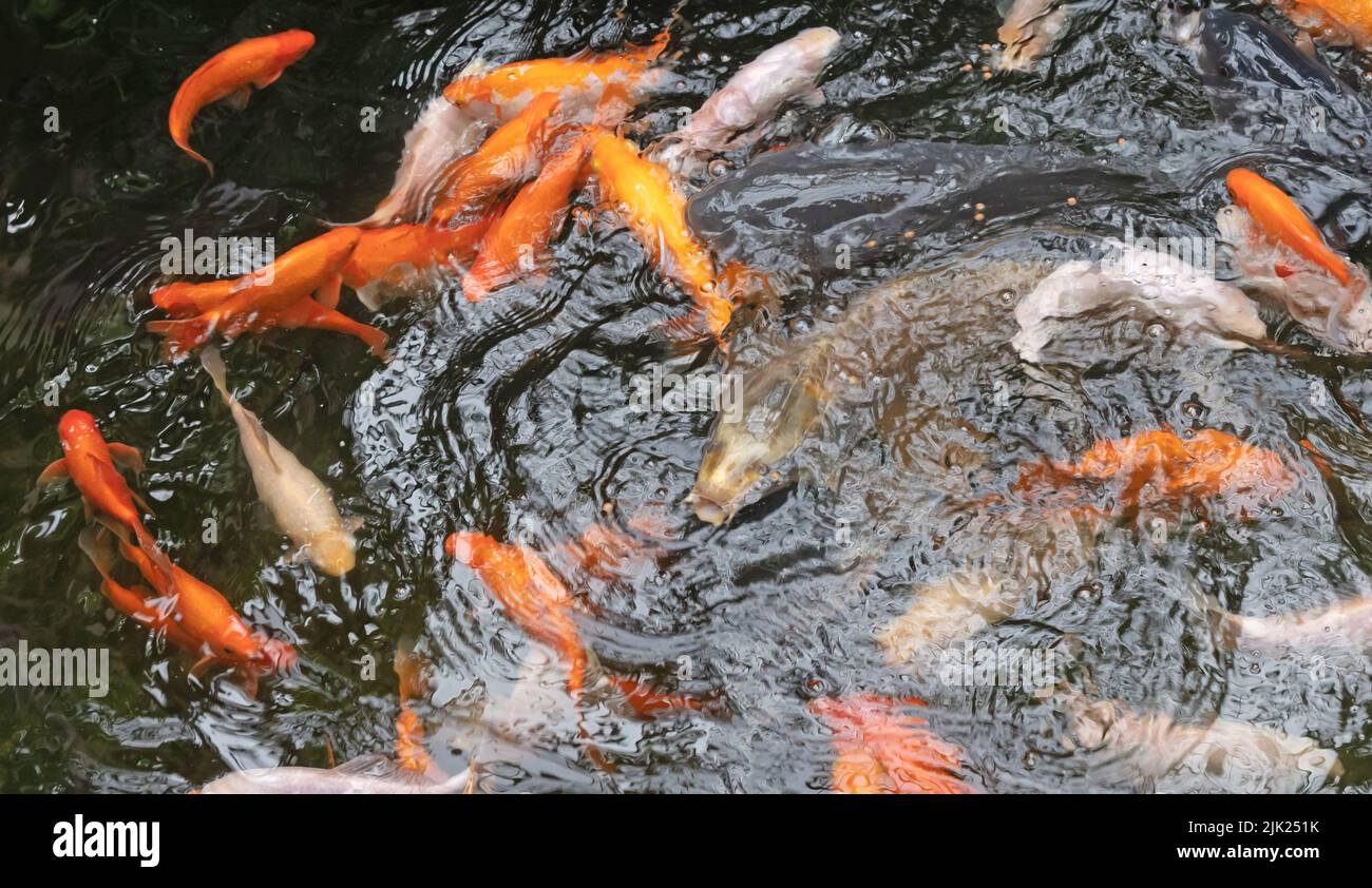 Koi Karp in a pond, busy during feeding time, many fish Stock Photo - Alamy
