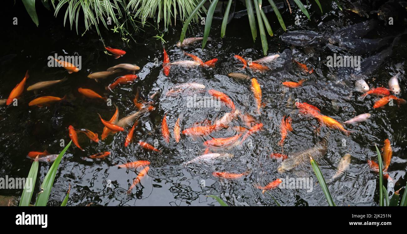 Koi Karp in a pond, busy during feeding time, many fish Stock Photo - Alamy