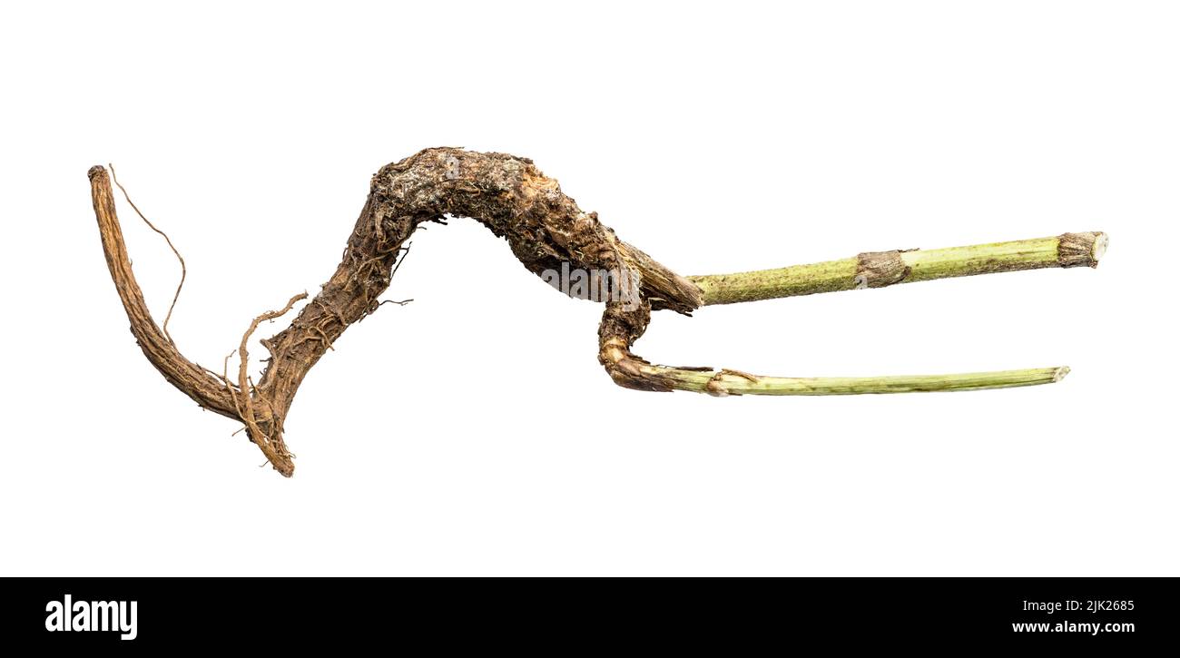 natural root of common chicory plant isolated on white background Stock ...