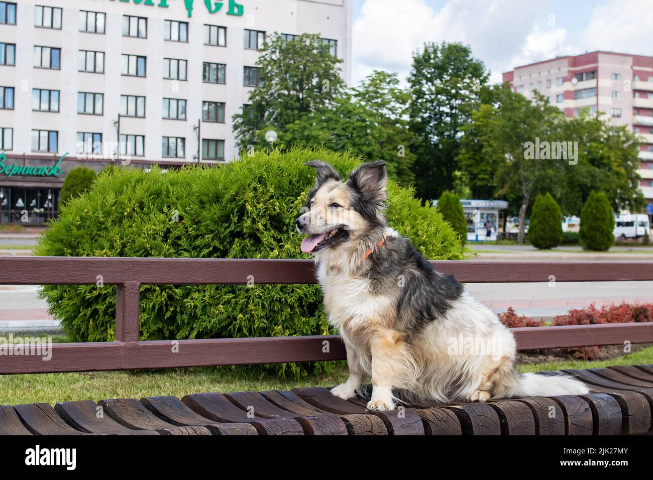 A dog sits on a park bench close up Stock Photo - Alamy