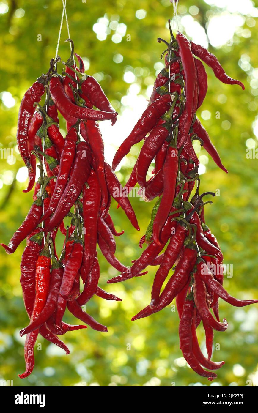 Ready to drying hi-res stock photography and images - Alamy