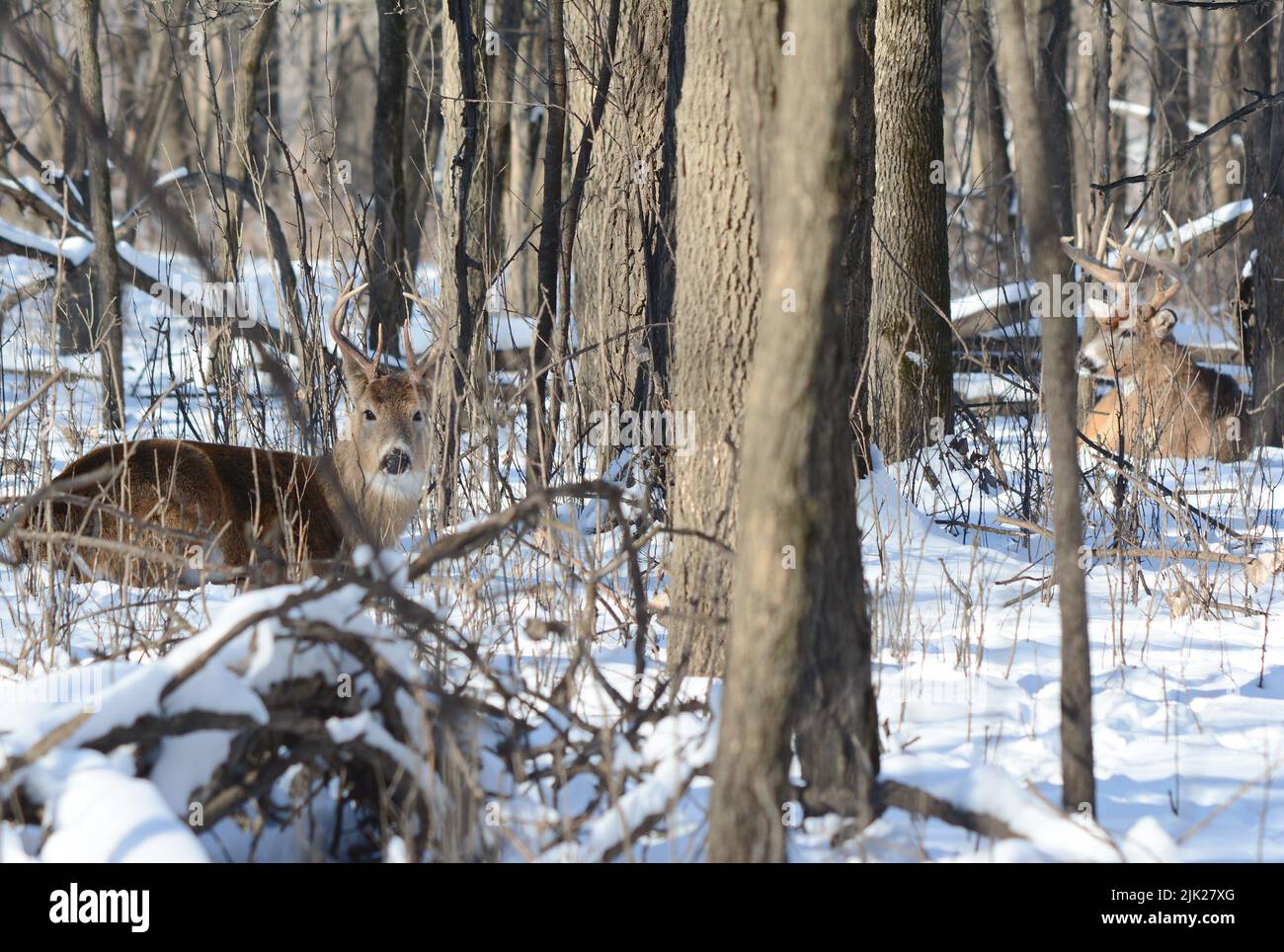 Whitetail Deer Bucks Bedded Down In Winter Forest Habitat Stock Photo ...