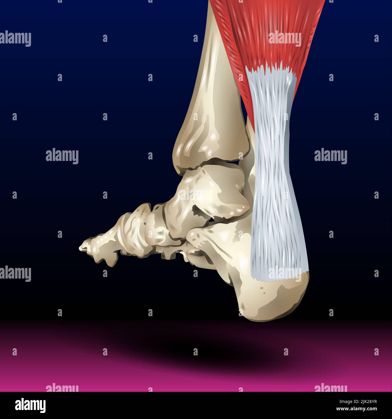 Human body anatomy different hi-res stock photography and images - Alamy