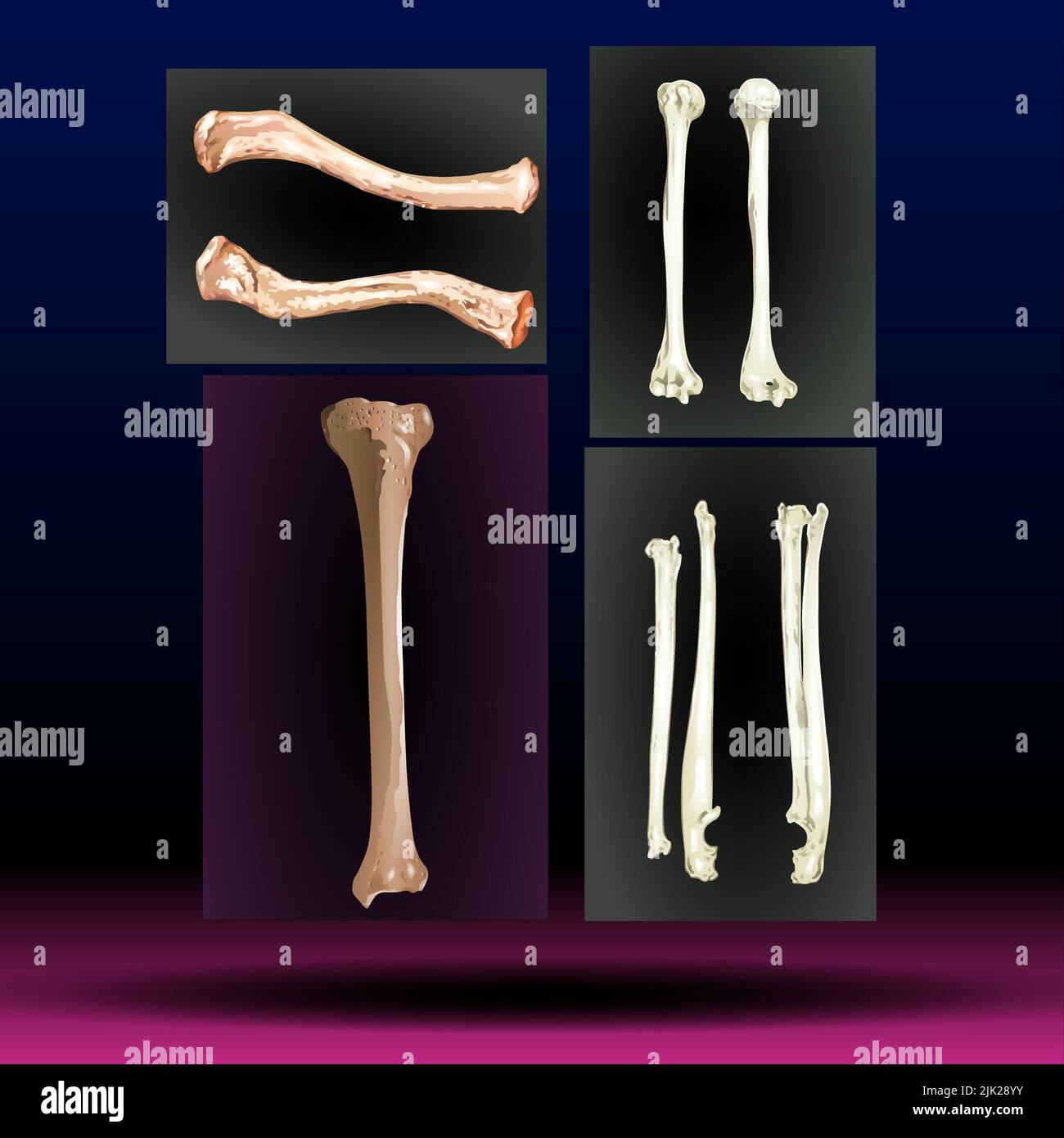 Human body parts bones hi-res stock photography and images - Alamy