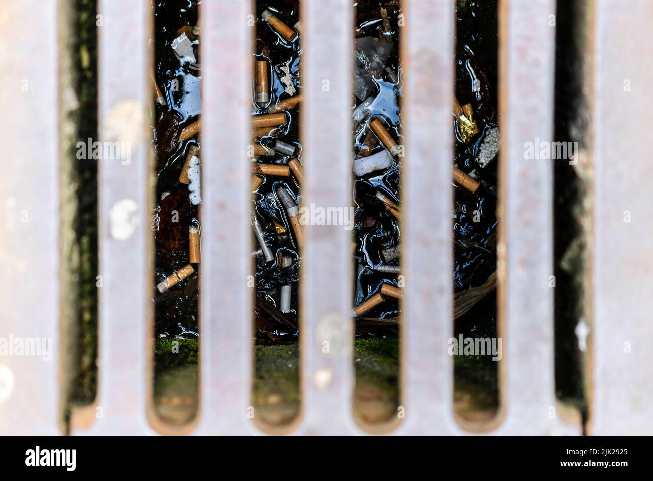 Discarded cigarette butts floating in dirty drain water poisoning the ...