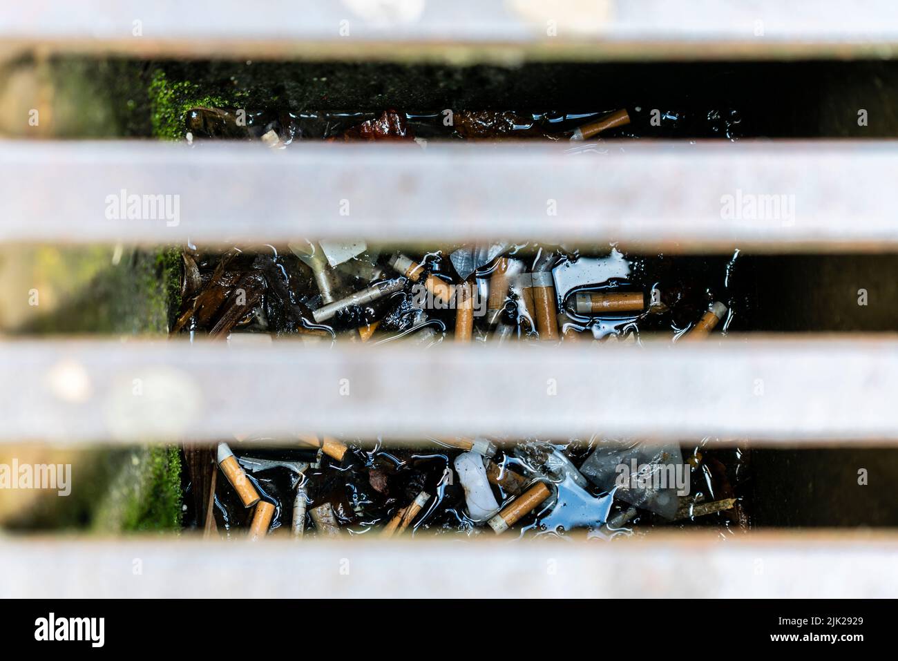 Discarded cigarette butts floating in dirty drain water poisoning the ...