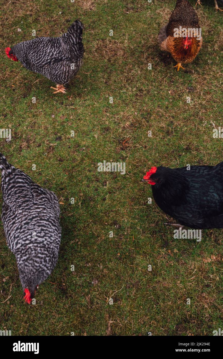 Barred Plymouth Rock Chickens hens in backyard Stock Photo - Alamy
