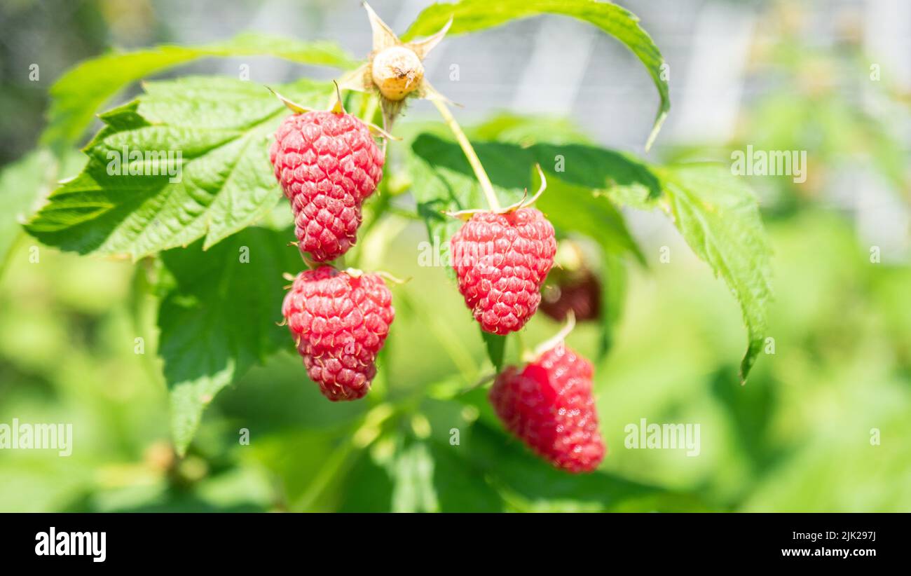 branch of ripe raspberries in a garden on blurred green background ...