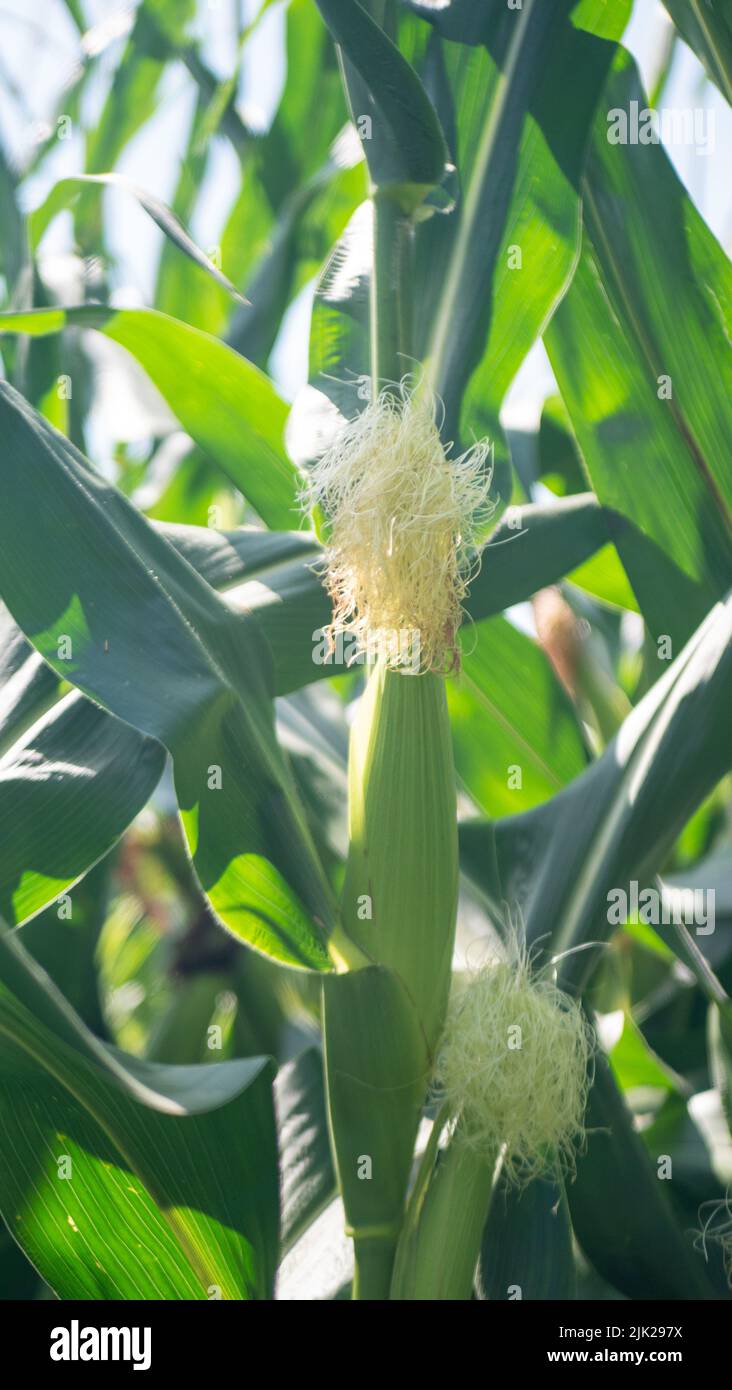 Young corn ears hi-res stock photography and images - Alamy
