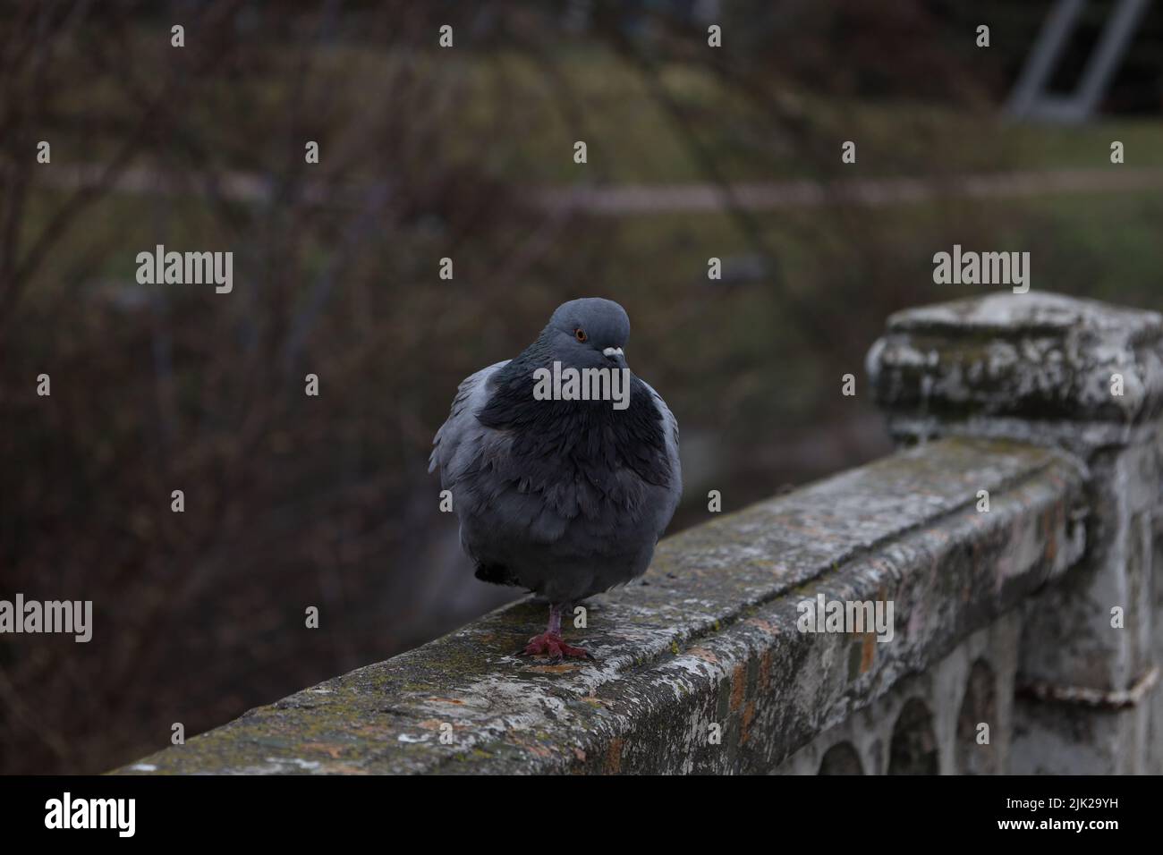 Wounded pigeon portrait Stock Photo - Alamy