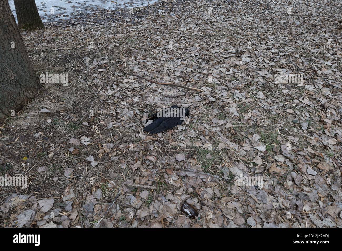 Remains of a dead bird in the forest, dead crow Stock Photo - Alamy
