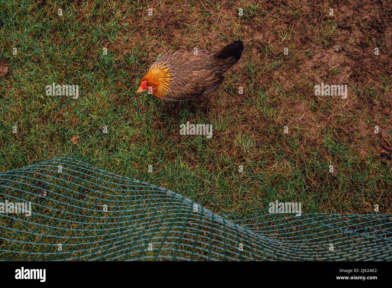 top down view of single young brown chicken with golden yellow orange ...