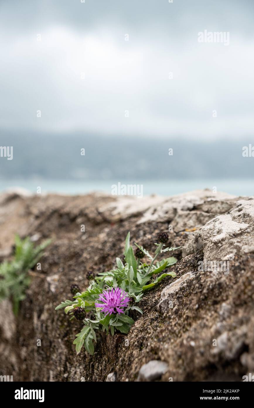 A small mum flower growing on a wall at the Amalfi coast, Southern ...