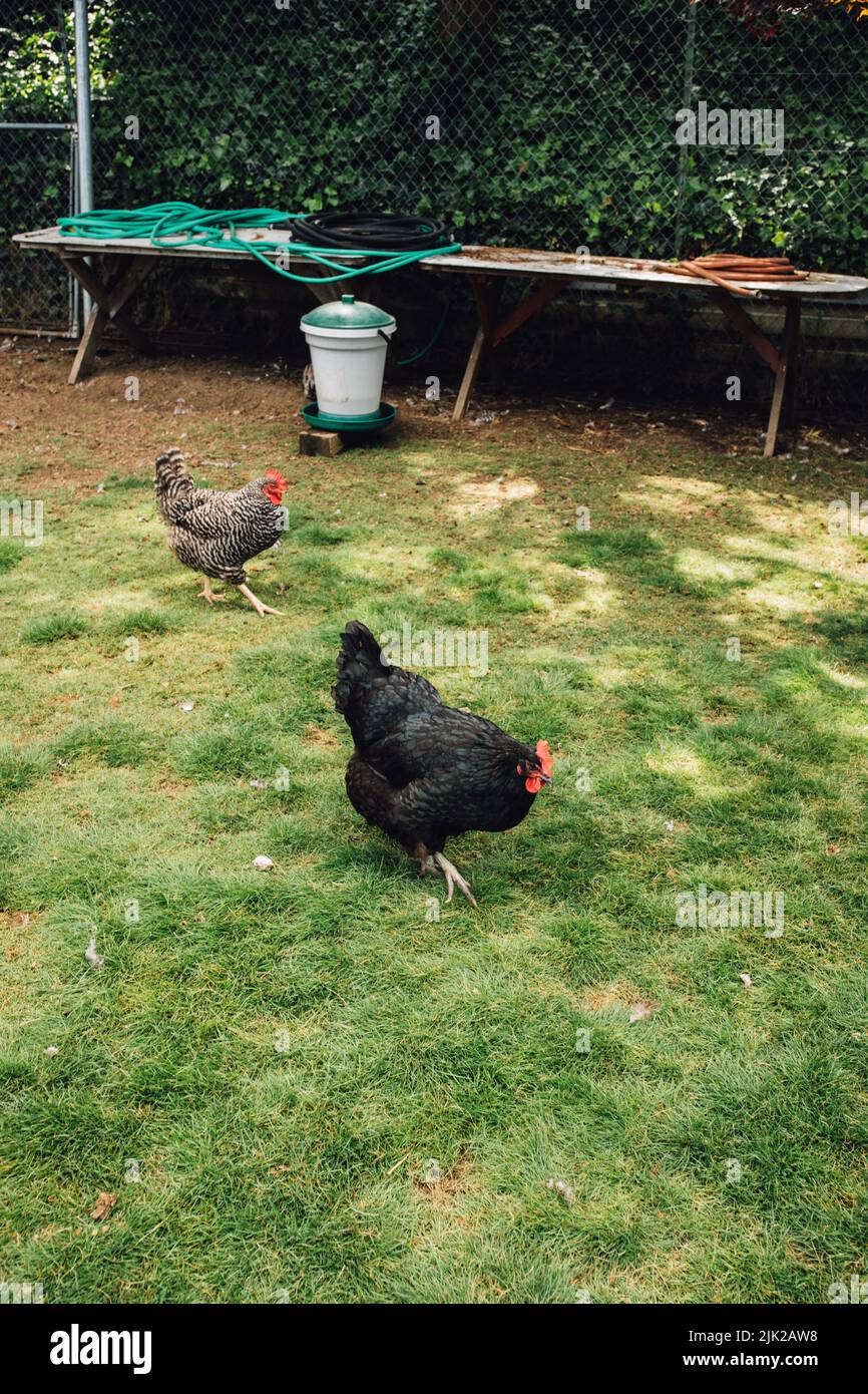 two chickens on grass in backyard chicken coop Stock Photo - Alamy