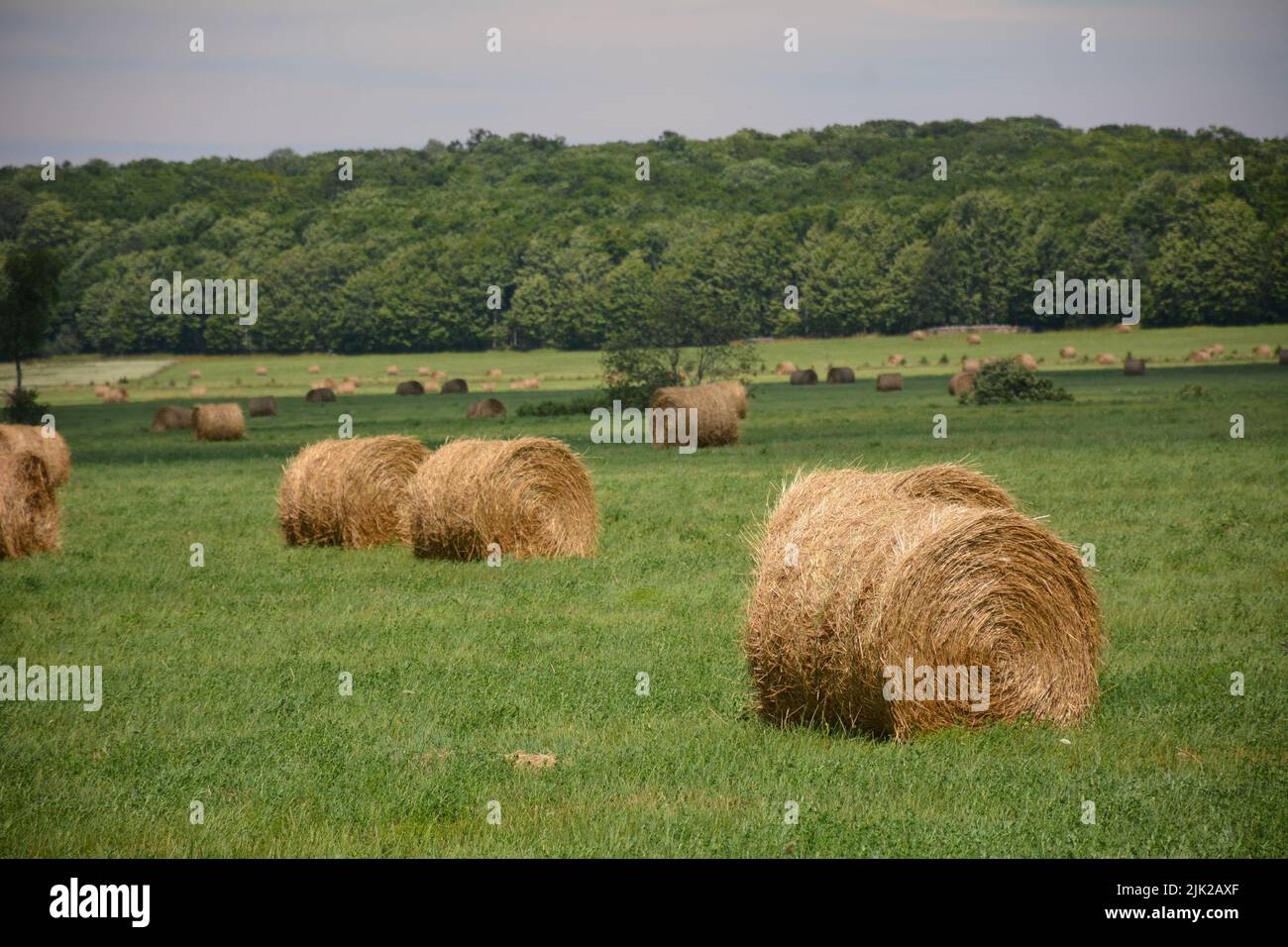 Willow trees near water with low sum behind Stock Photo - Alamy
