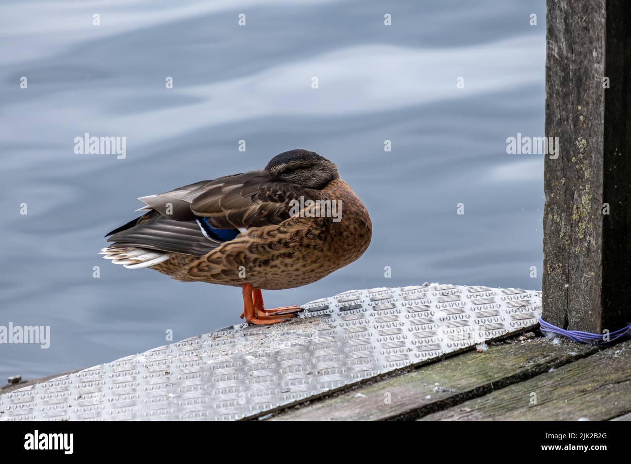 closeup of a sleeping duck standing on a jetty by the water Stock Photo ...