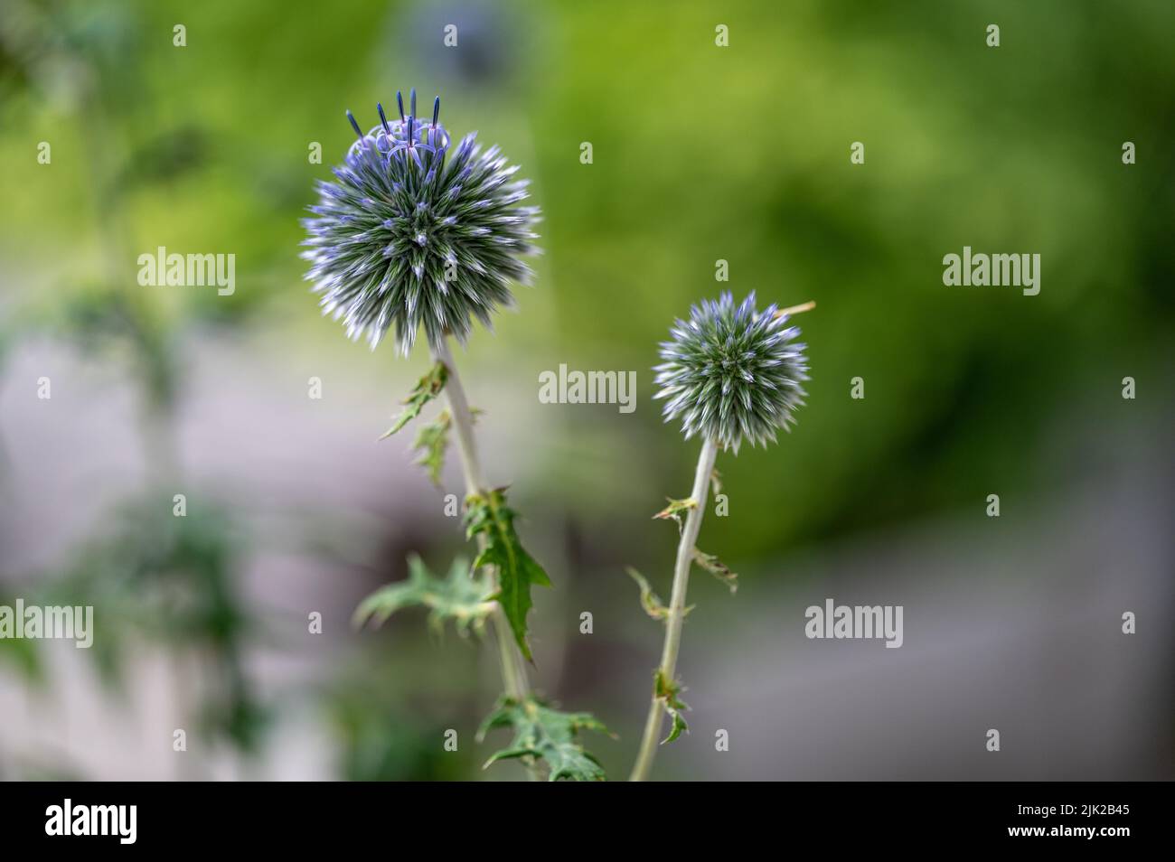 Blue spherical flower heads hi-res stock photography and images - Alamy
