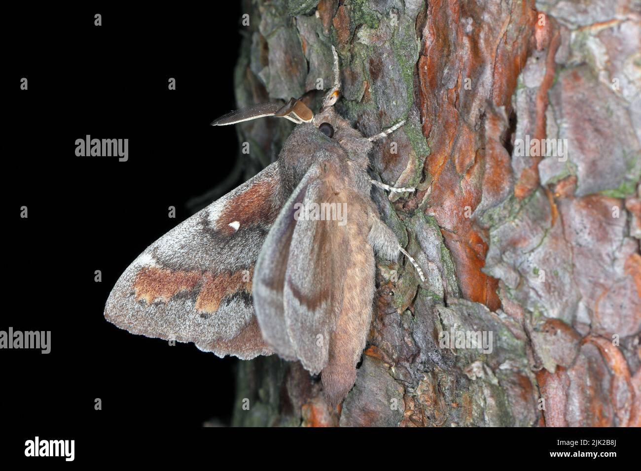 Pine tree Lappet Moth (Dendrolimus pini), male Stock Photo - Alamy