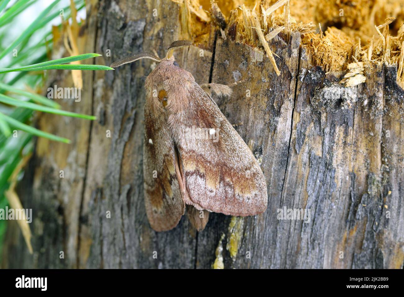 Pine tree Lappet Moth (Dendrolimus pini), male Stock Photo - Alamy